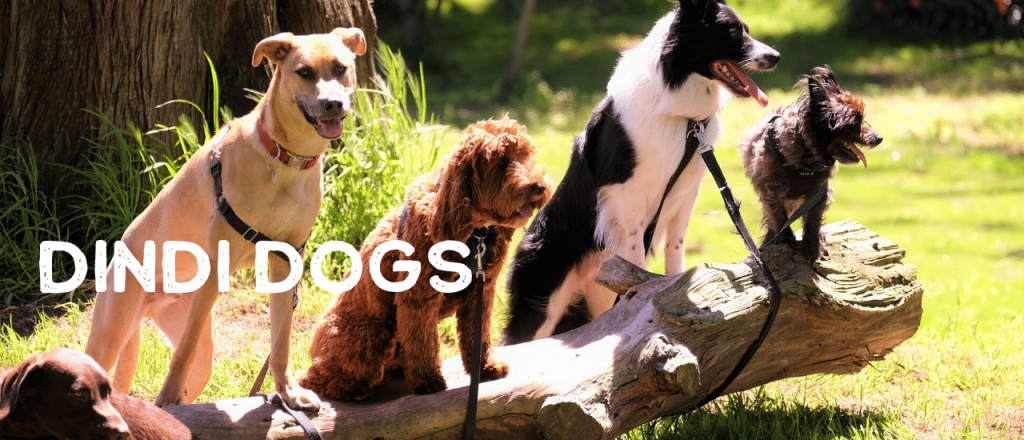 Dindi Dogs - DiscoverDindi