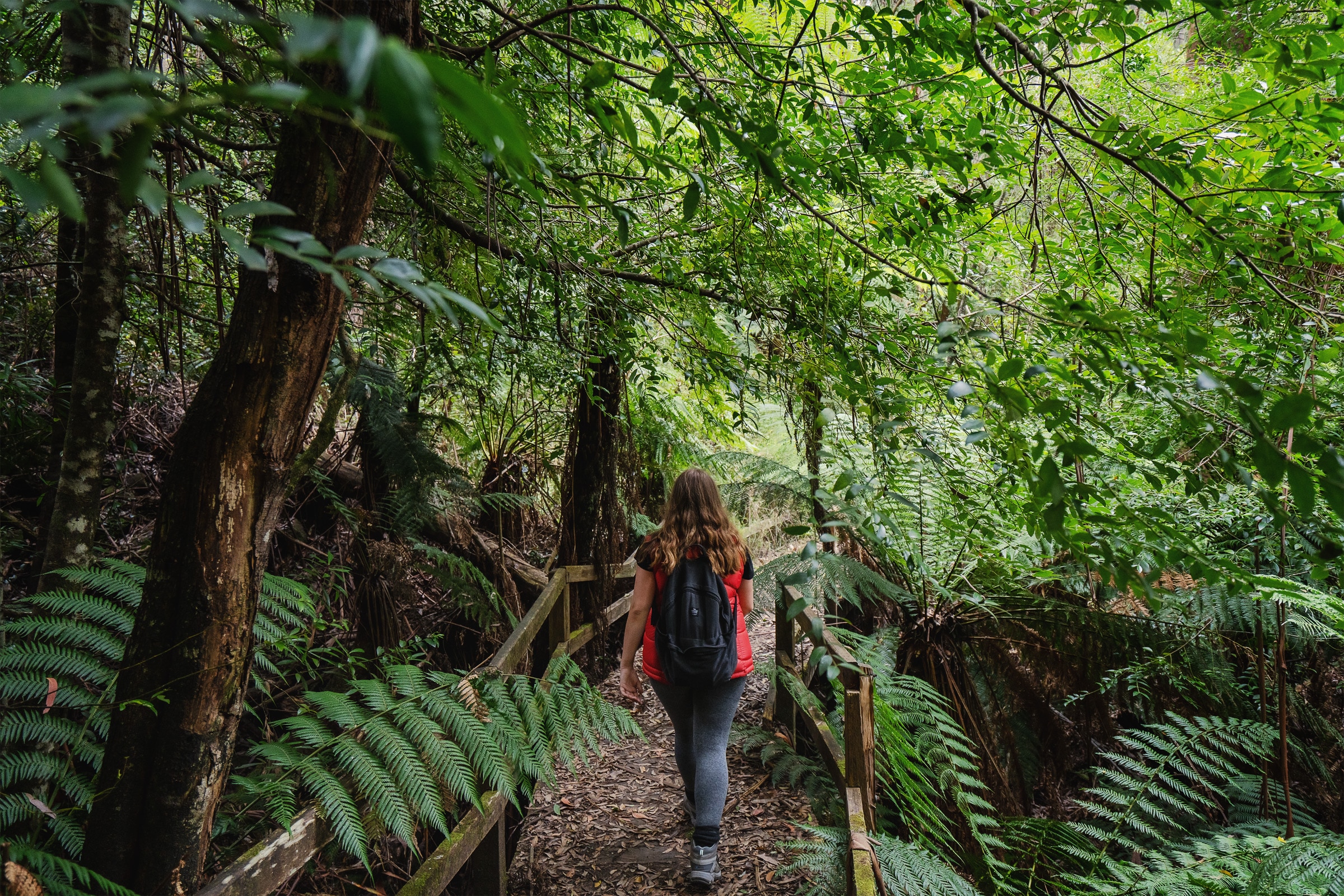 Tanglefoot Loop - DiscoverDindi