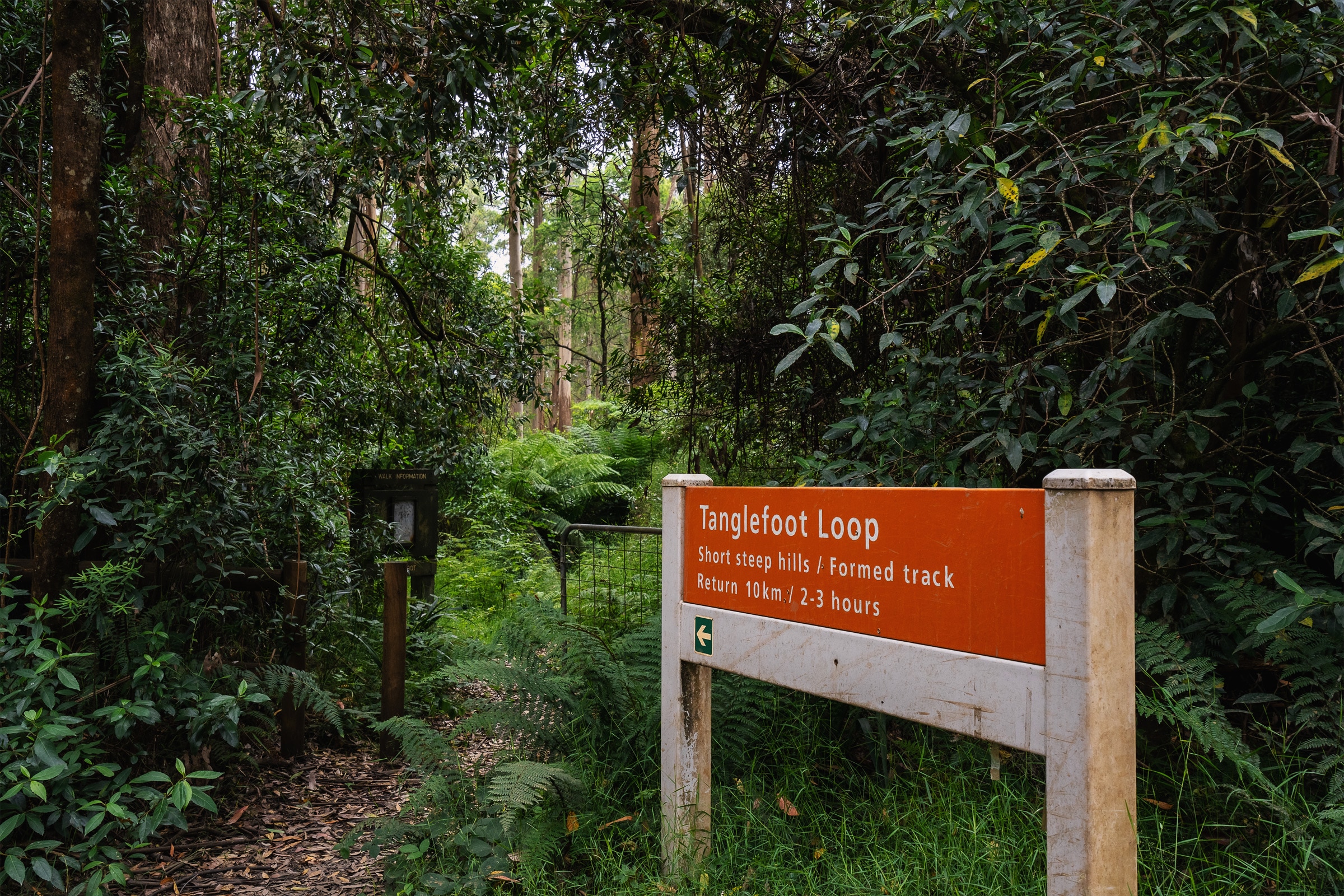 Tanglefoot Loop - DiscoverDindi