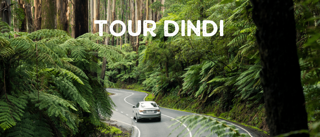 Tour Dindi - DiscoverDindi