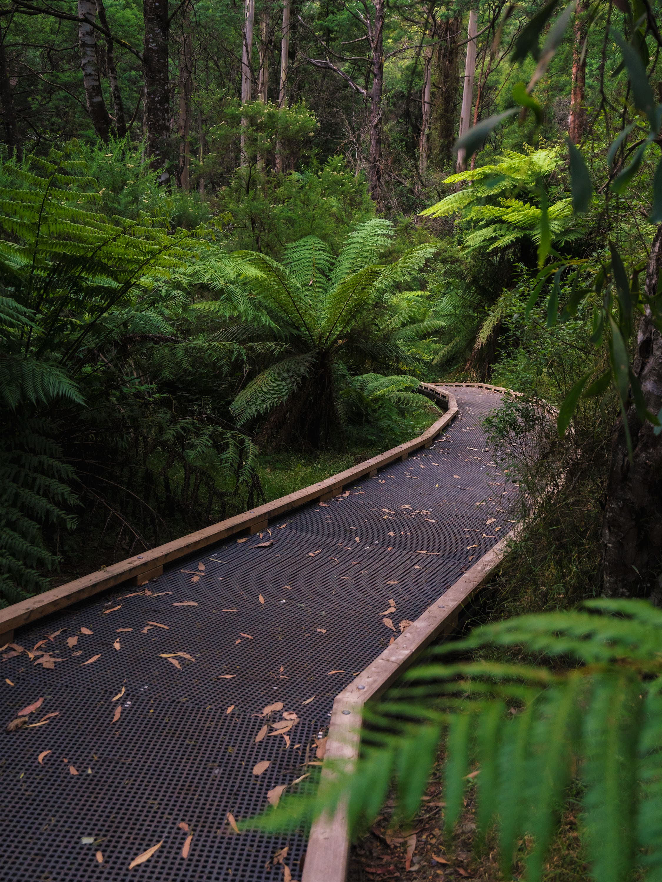 Wirrawilla Rainforest Walk - DiscoverDindi