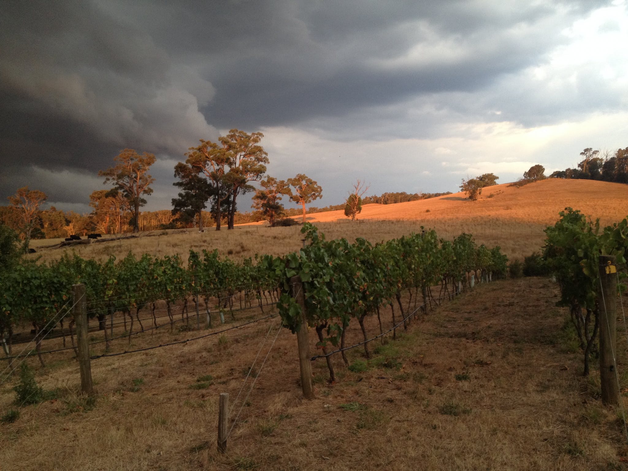 Kinglake Ranges - DiscoverDindi